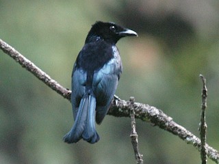 Srigunting sumatra - eBird