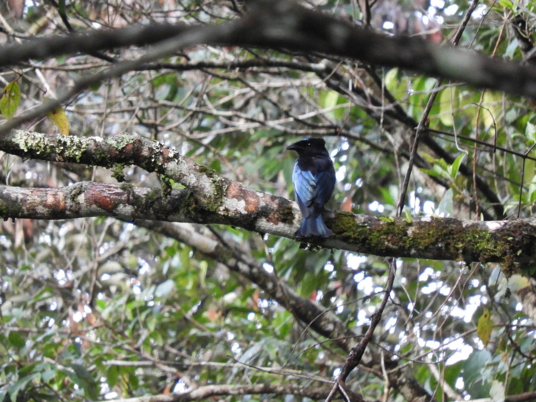 Sumatran Drongo - eBird