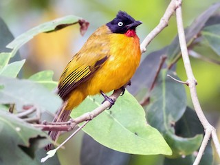 Ruby-throated Bulbul - eBird