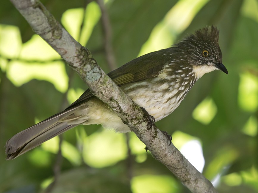 Cream-striped Bulbul - Ixos leucogrammicus - Birds of the World