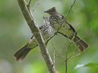 Cream-striped Bulbul - eBird
