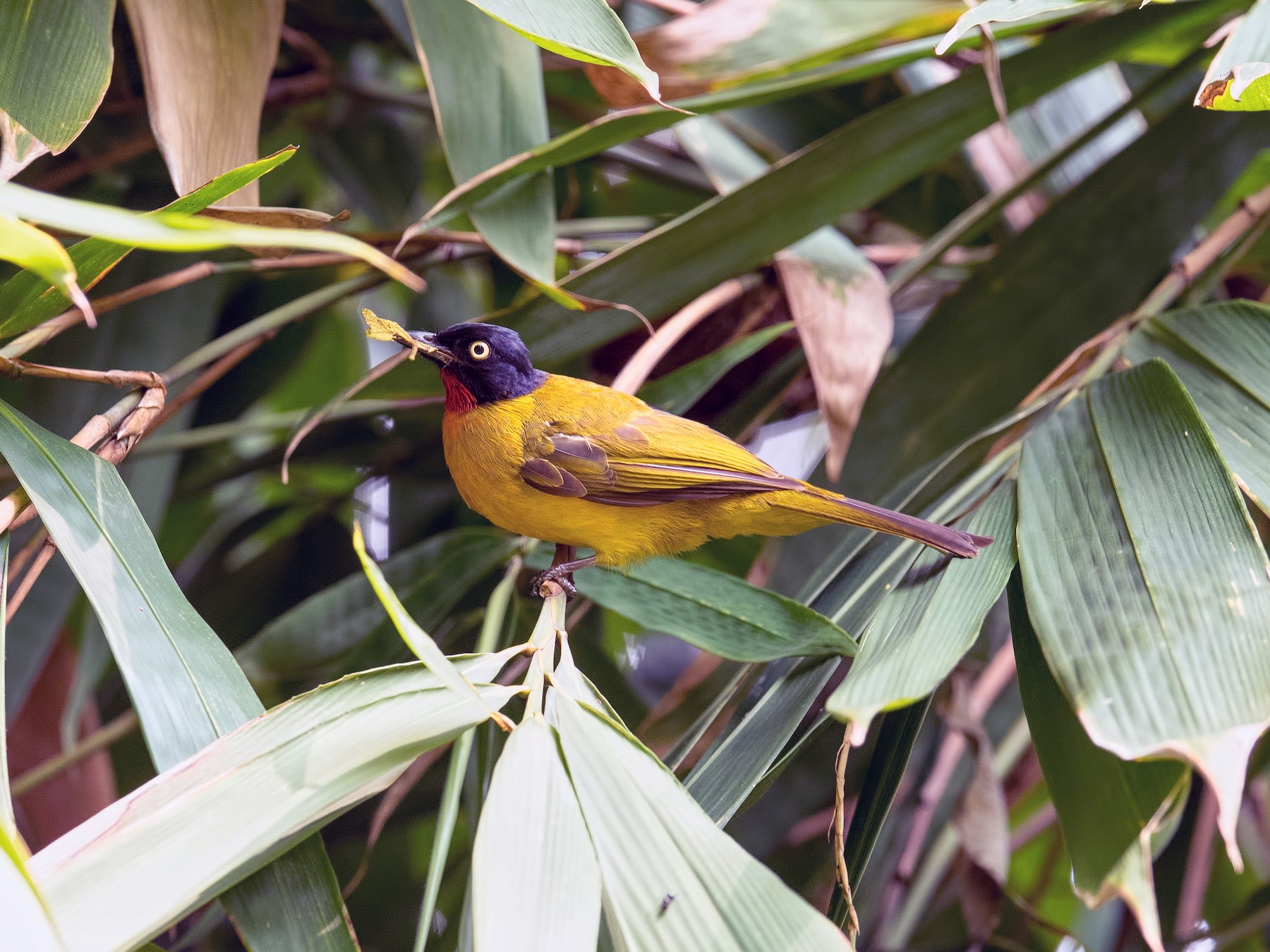 Ruby-throated Bulbul - eBird
