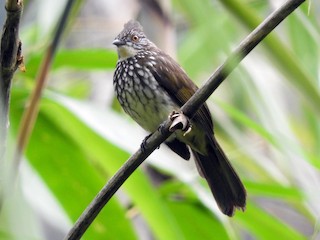 Cream-striped Bulbul - eBird