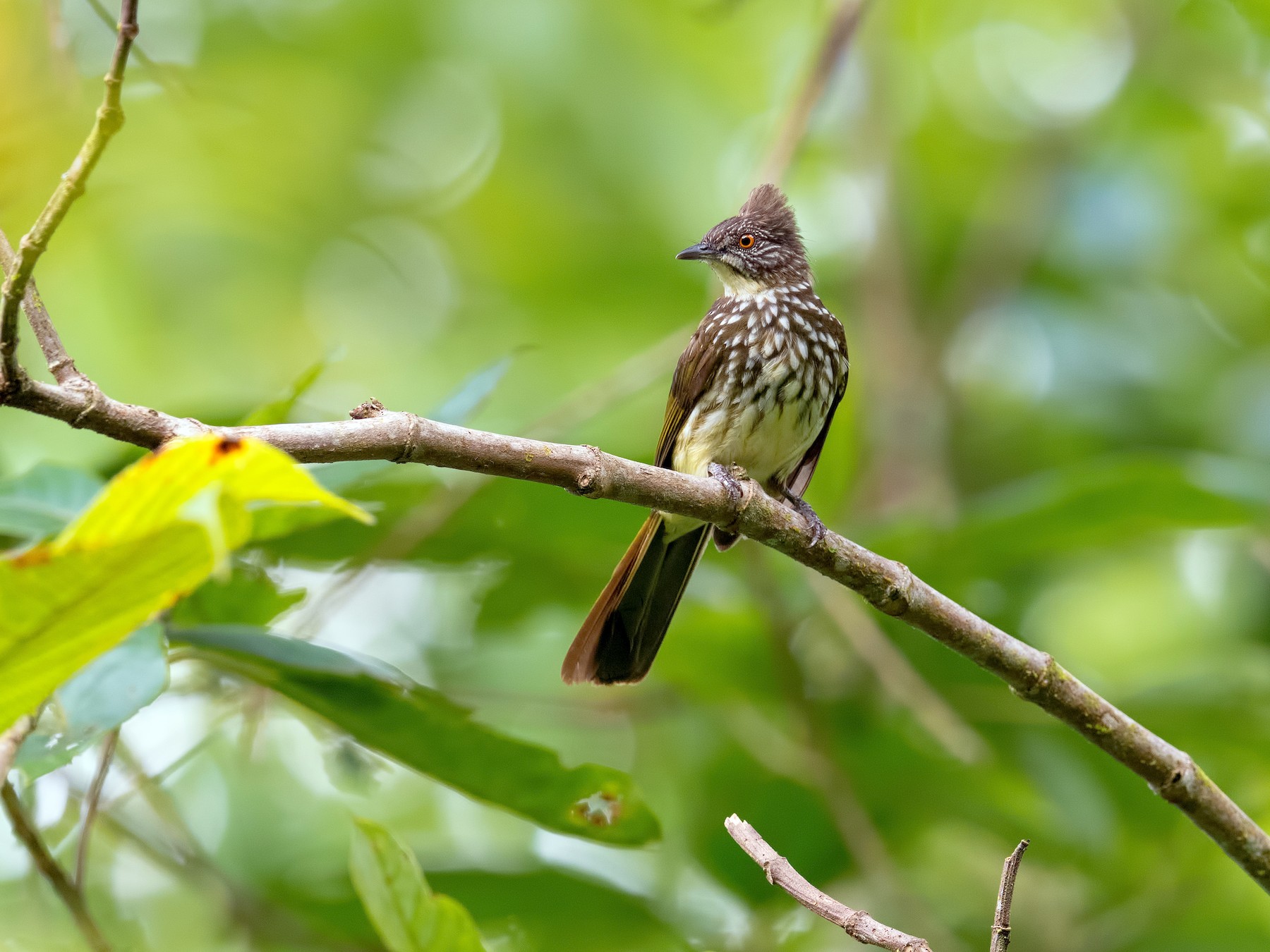 Cream-striped Bulbul - eBird