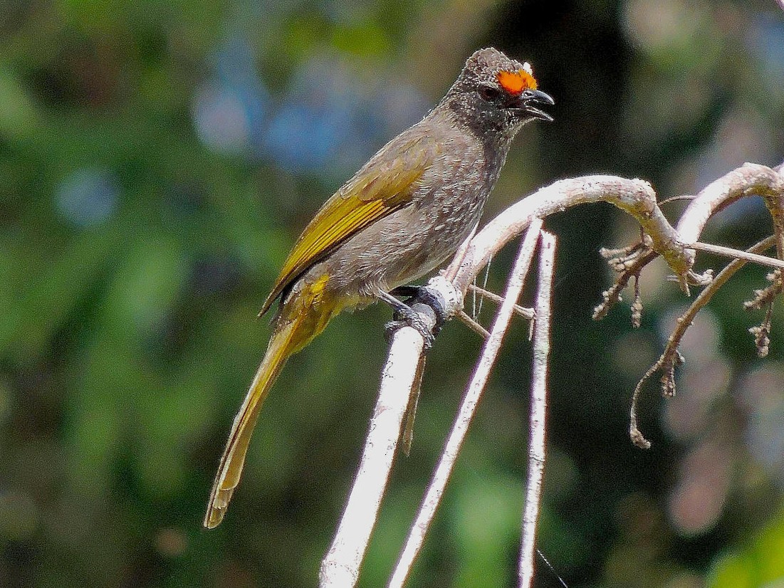 Aceh Bulbul - eBird