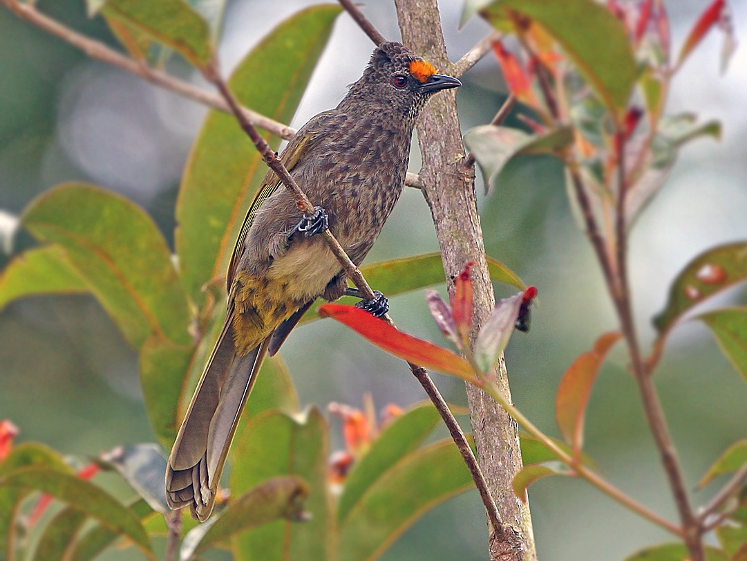 Aceh Bulbul - Pycnonotus snouckaerti - Birds of the World