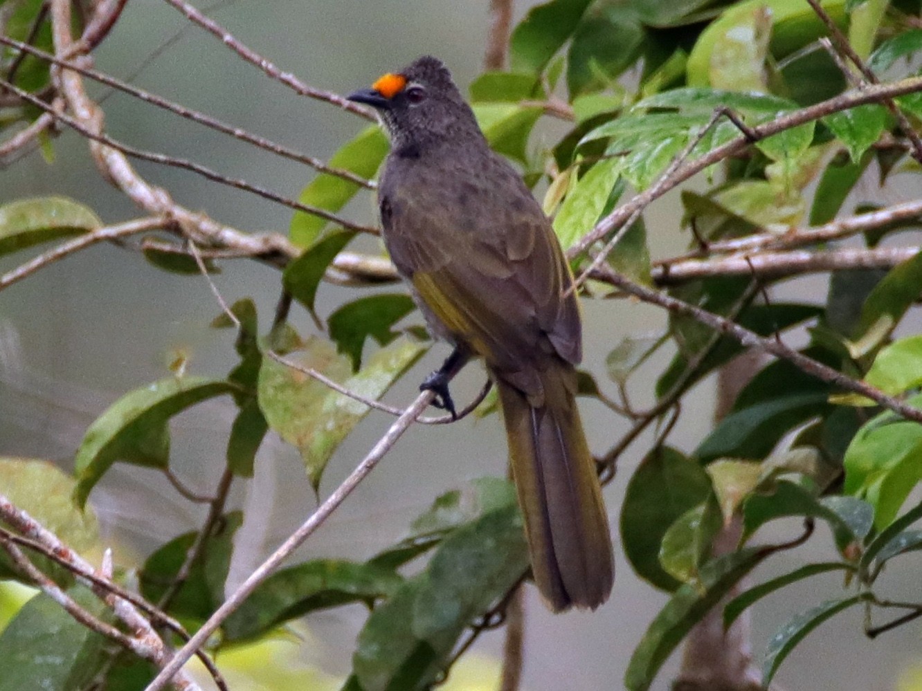 Aceh Bulbul - eBird