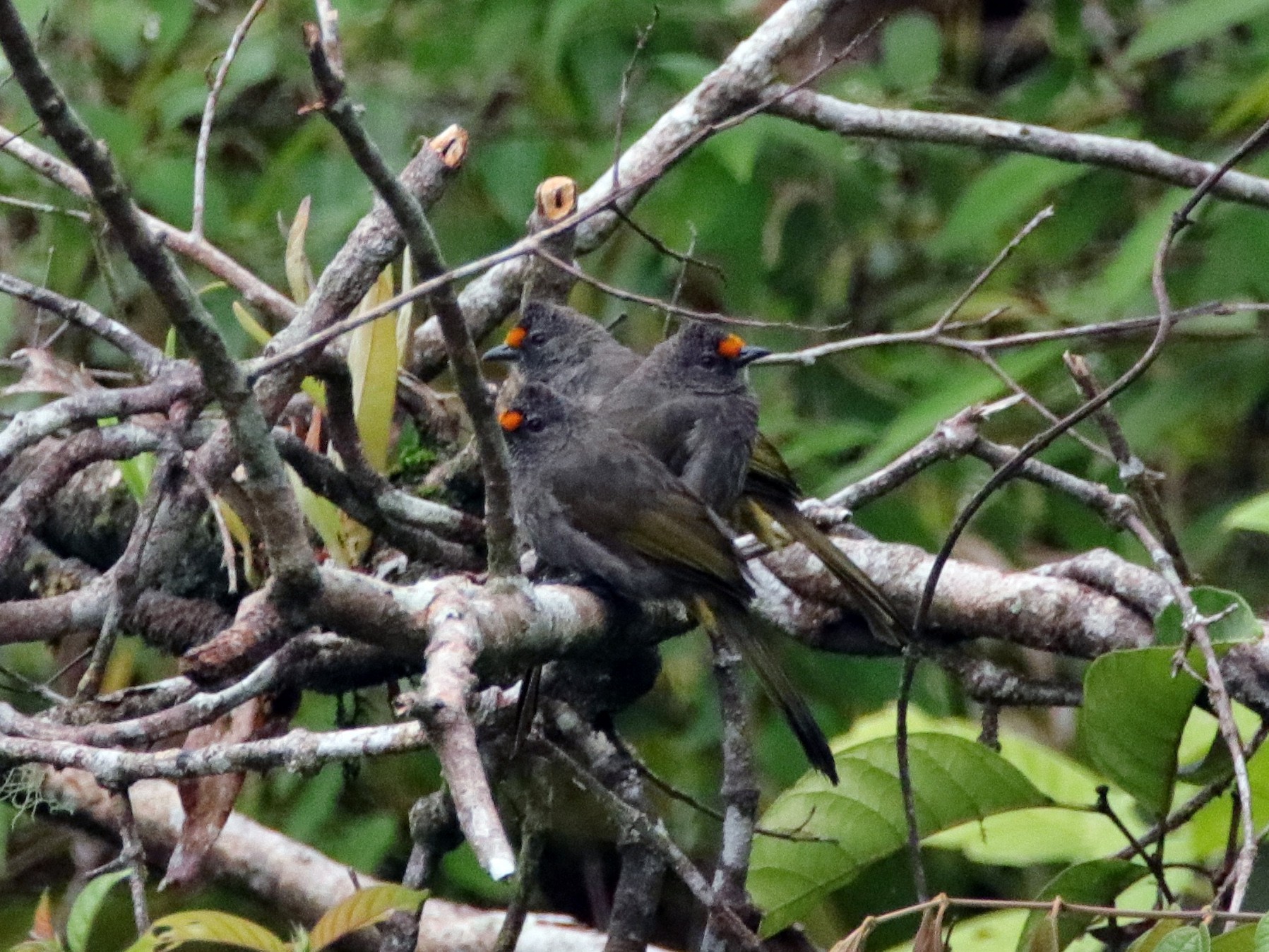 Aceh Bulbul - eBird