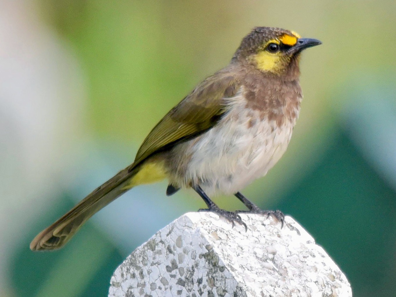 Aceh/Orange-spotted Bulbul - eBird