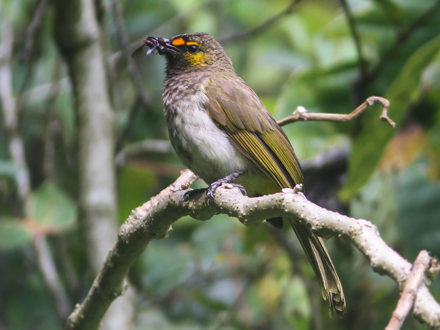 Aceh/Orange-spotted Bulbul - eBird
