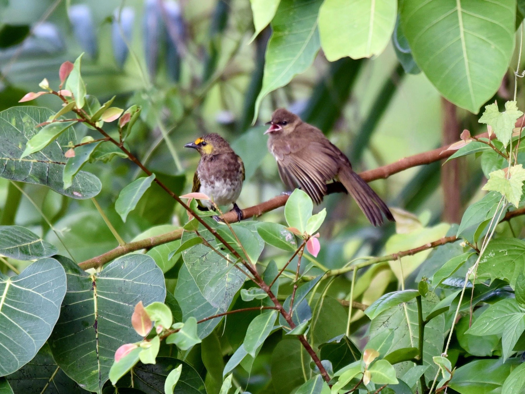 Aceh/Orange-spotted Bulbul - eBird
