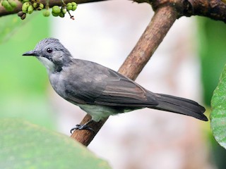 Cinereous Bulbul - eBird