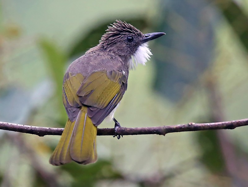 Cinereous Bulbul - eBird