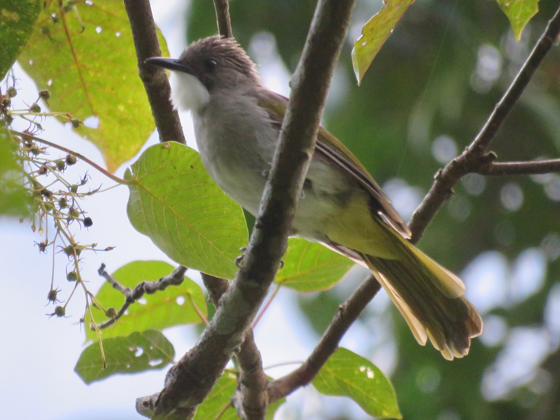 Cinereous Bulbul - eBird