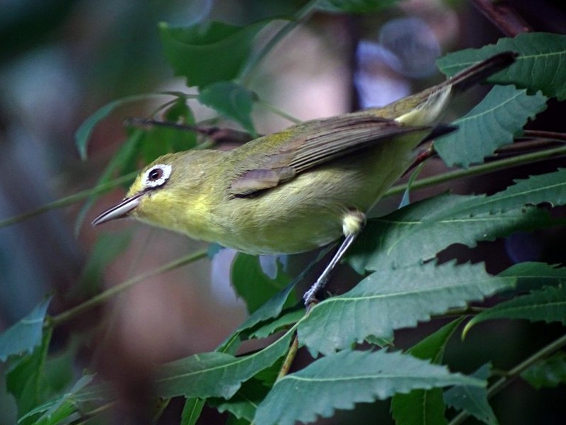 Sangkar White-eye - eBird