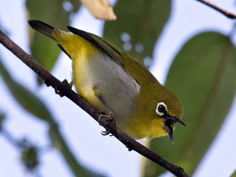 Sangkar White-eye - eBird