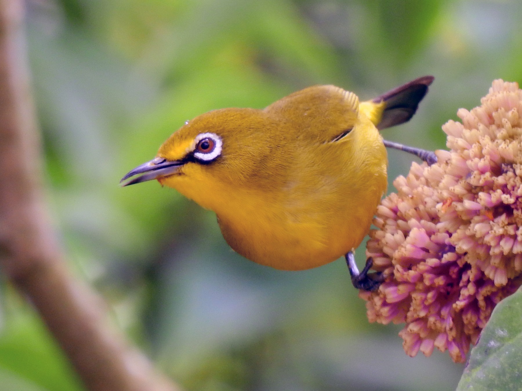 Sangkar White-eye - eBird
