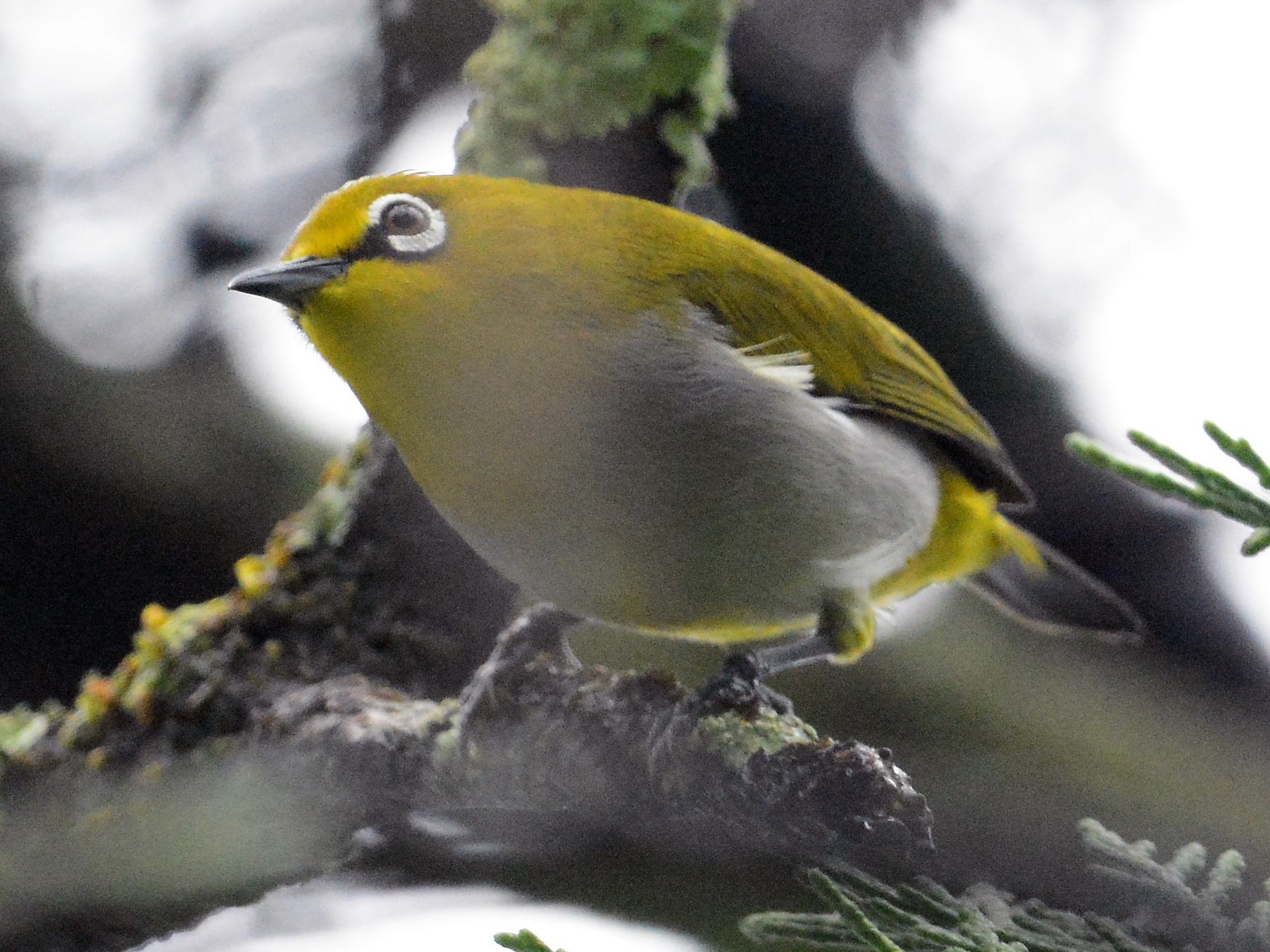 Sangkar White-eye - eBird