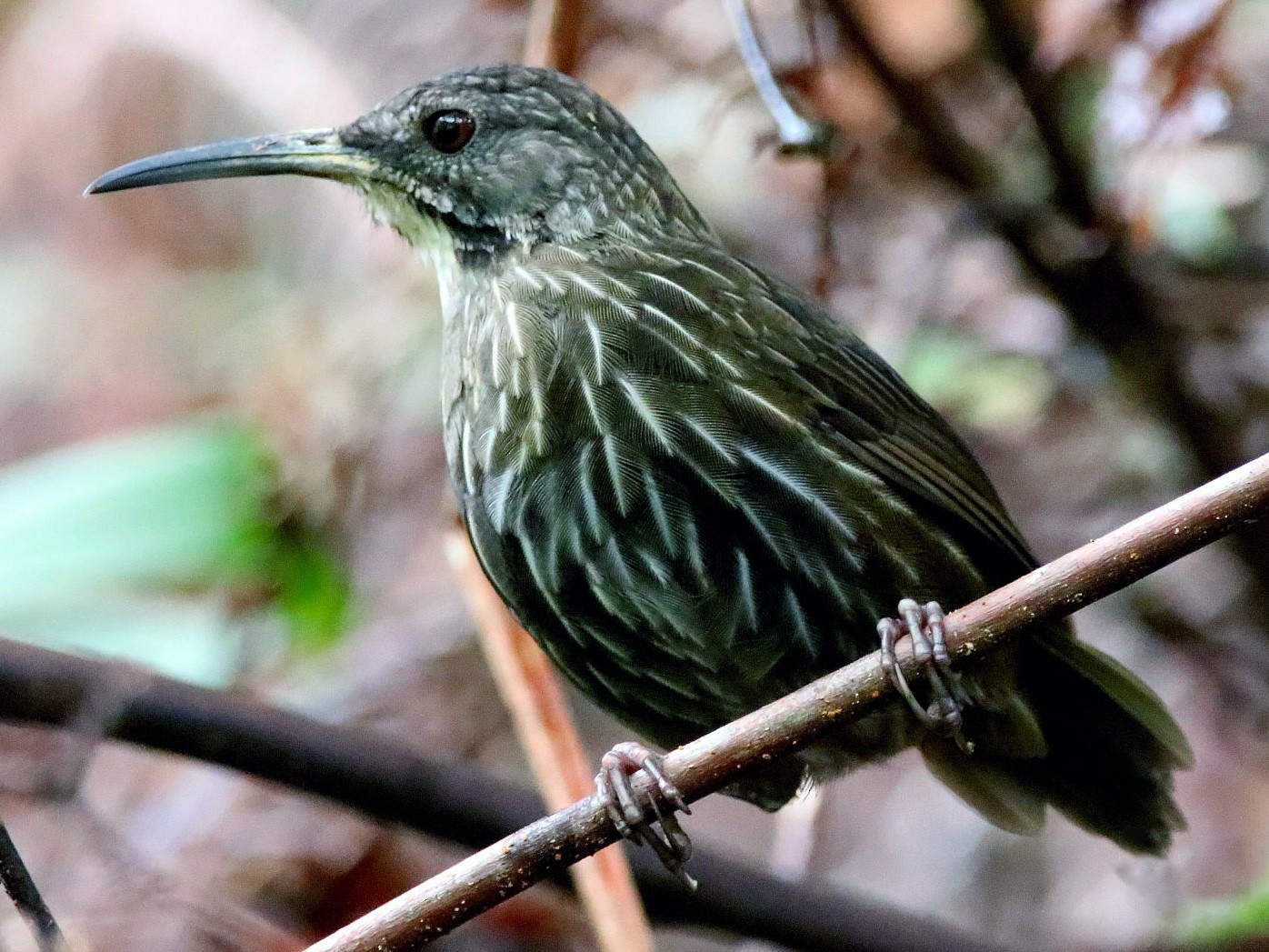 Sumatran Wren-Babbler - eBird