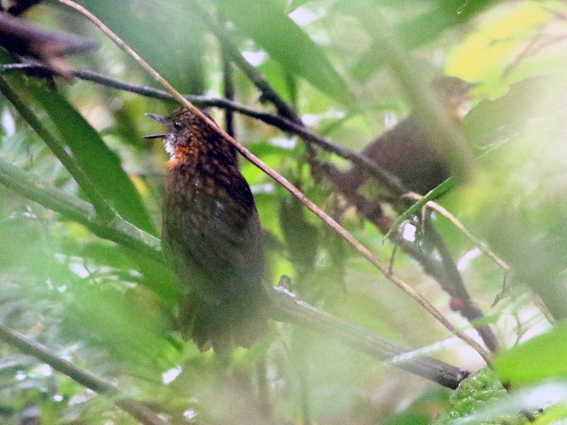 Rusty-breasted Wren-Babbler - eBird