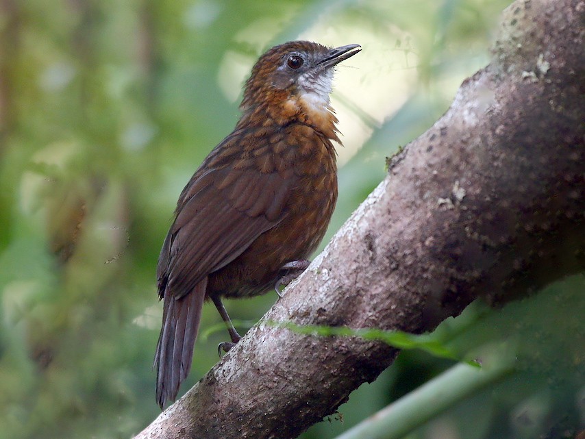Rusty-breasted Wren-Babbler - eBird