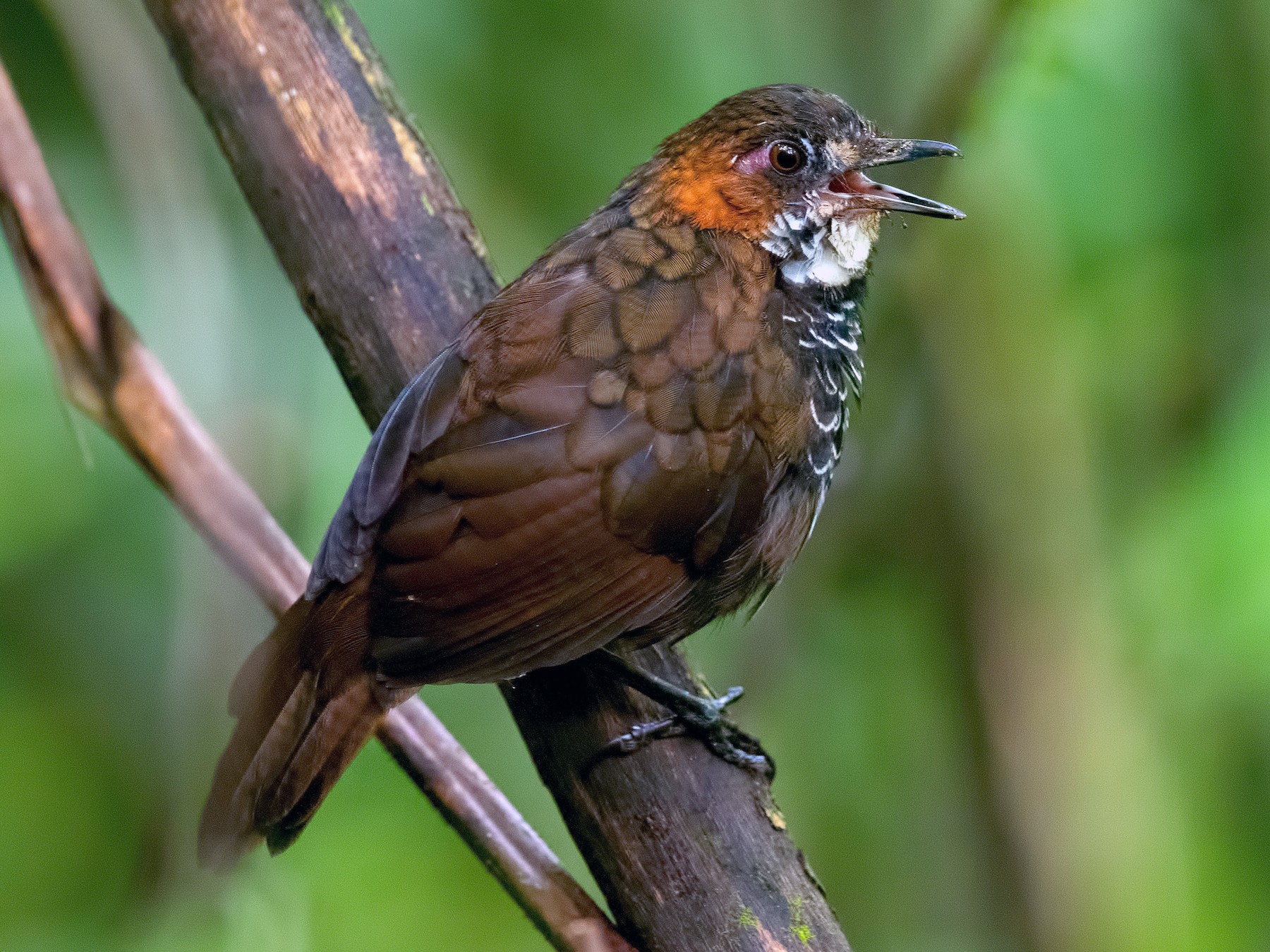 Marbled Wren-Babbler - eBird