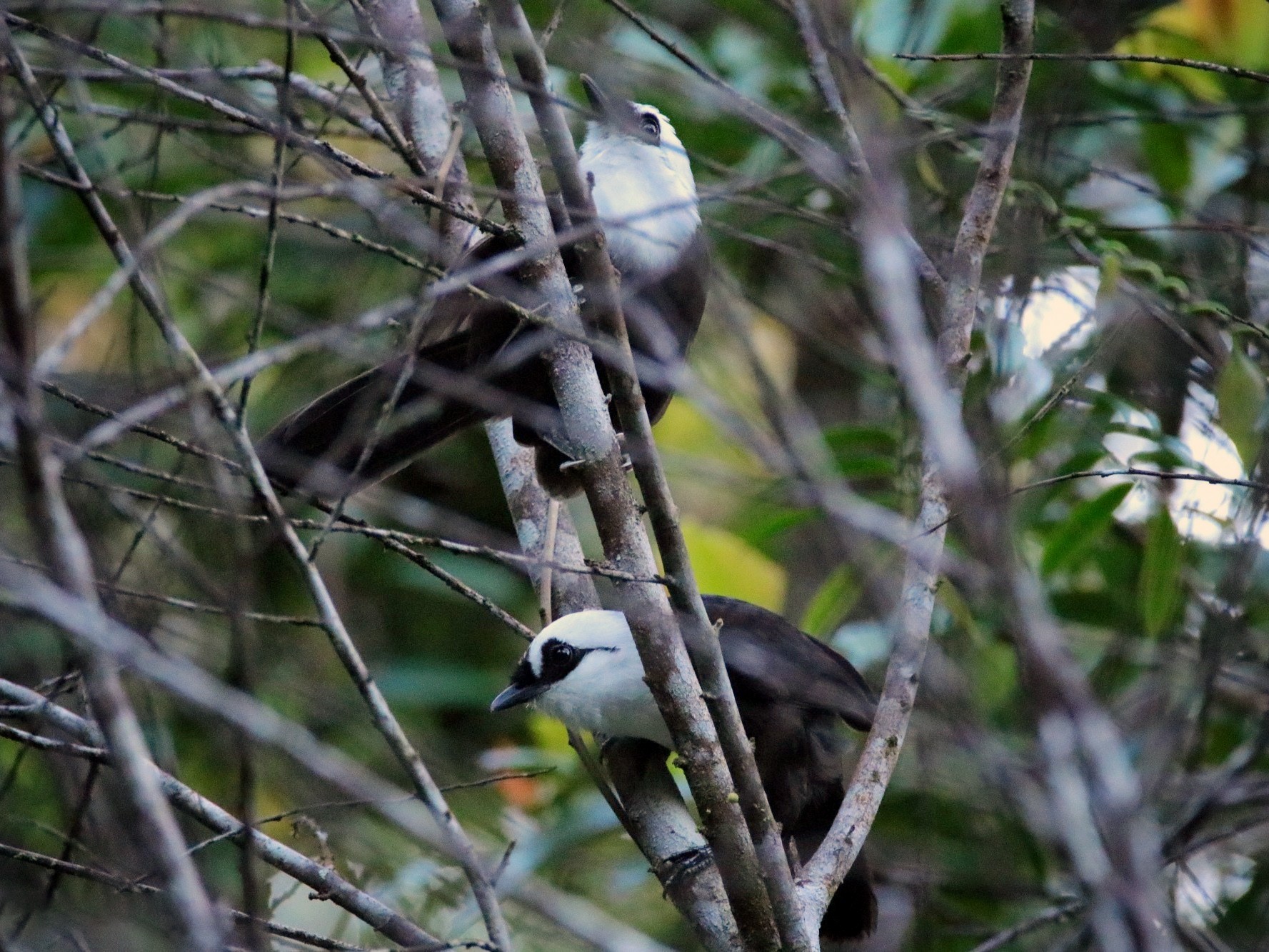 Poksai sumatera - eBird