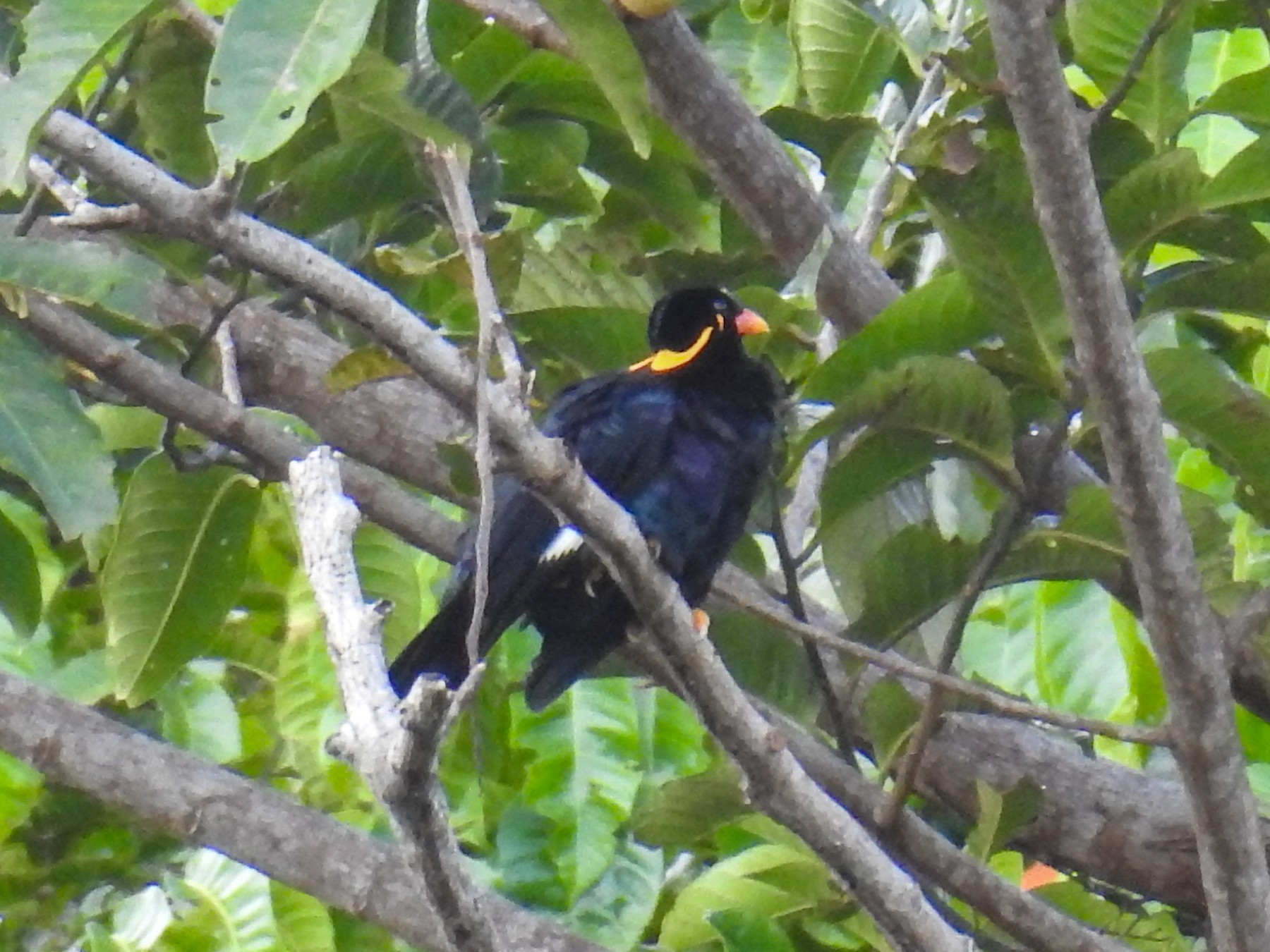Common Hill Myna (Enggano) - eBird
