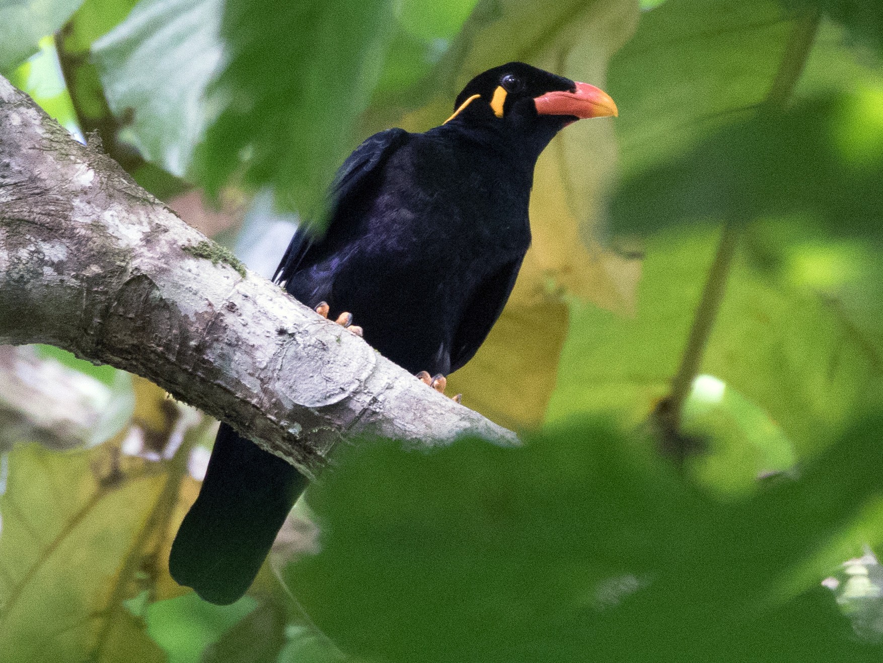 Nias Hill Myna - eBird