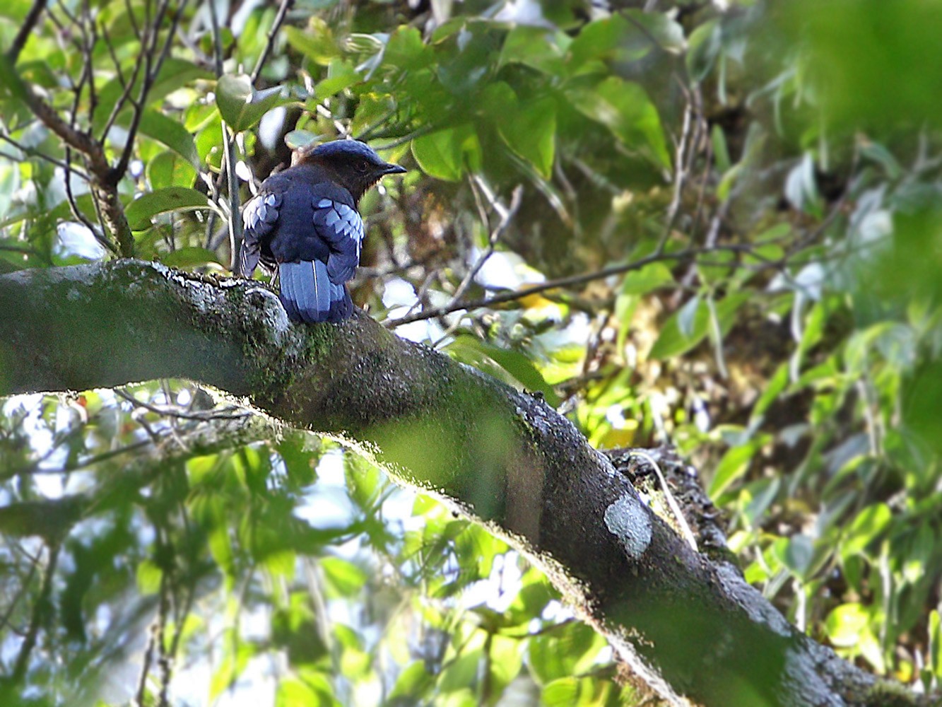 Sumatran Cochoa - eBird