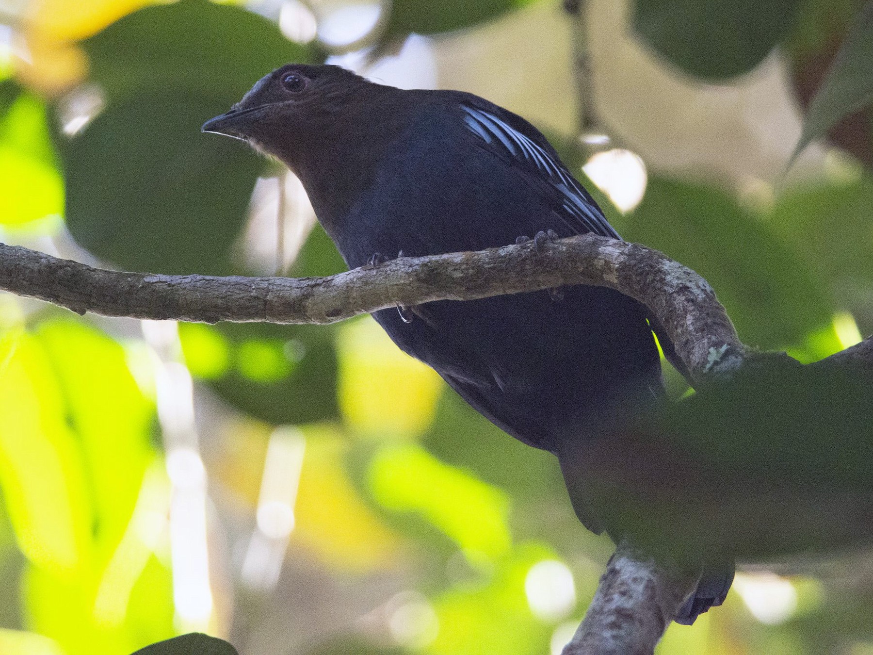 Sumatran Cochoa - eBird