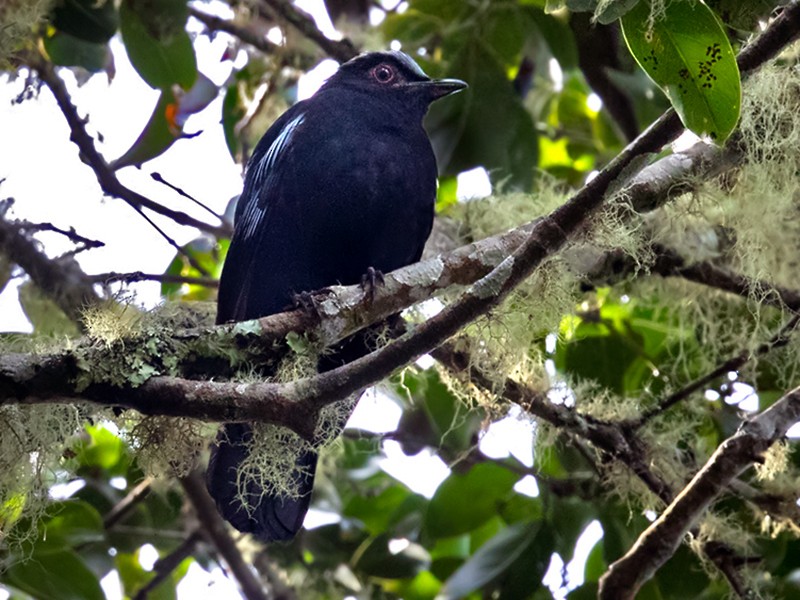 Sumatran Cochoa - Cochoa beccarii - Birds of the World