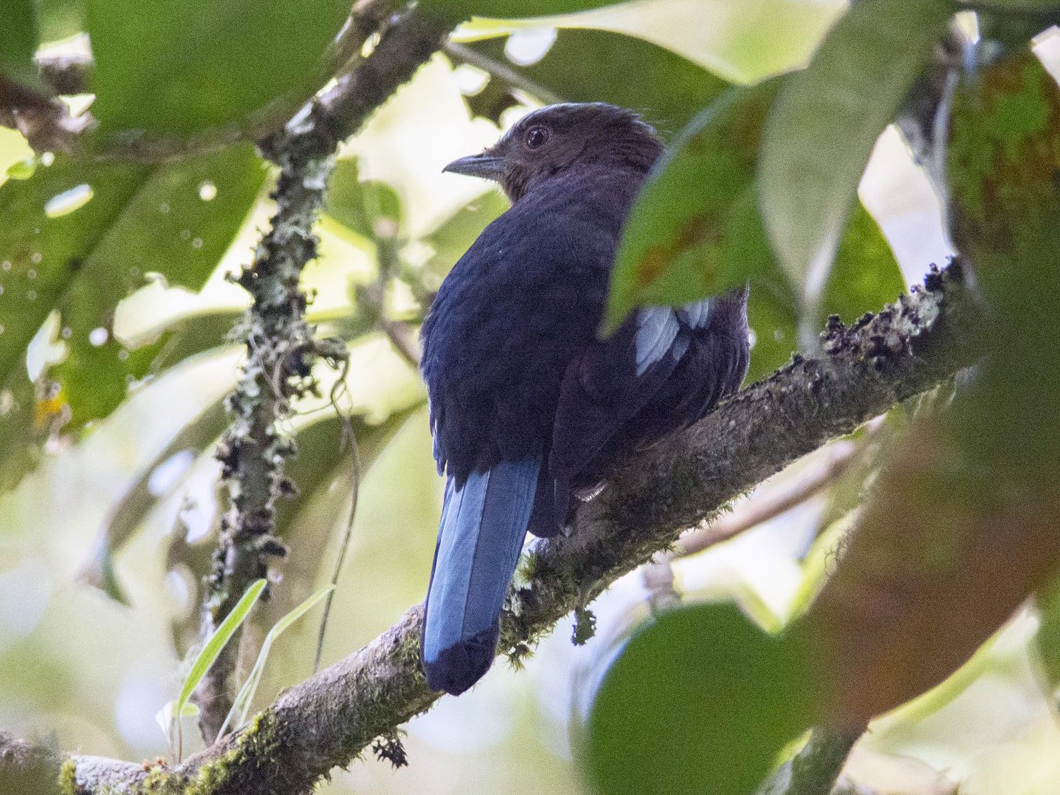 Sumatran Cochoa - eBird
