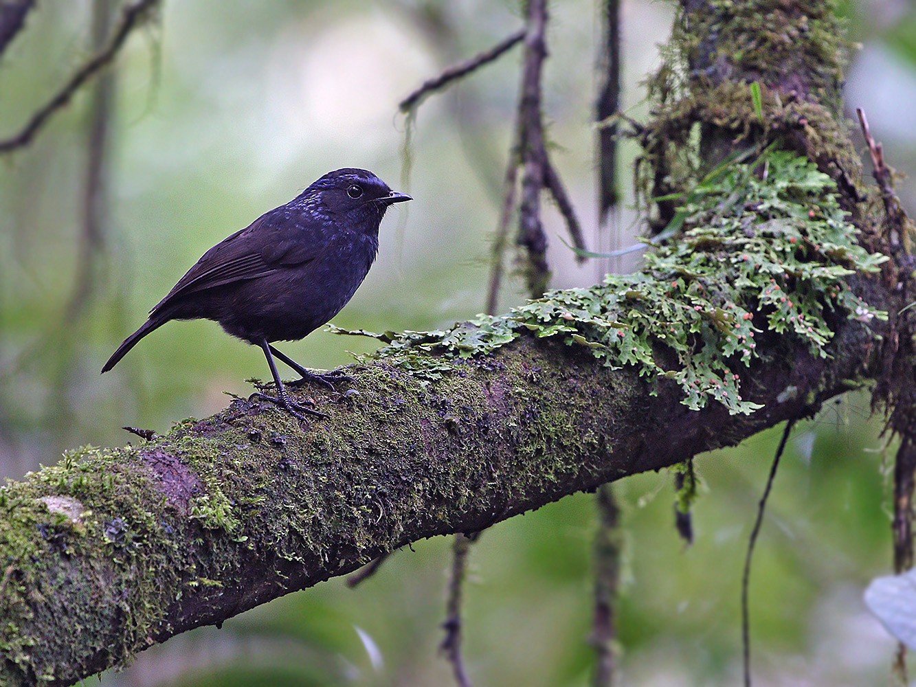 Shiny Whistling-Thrush - eBird