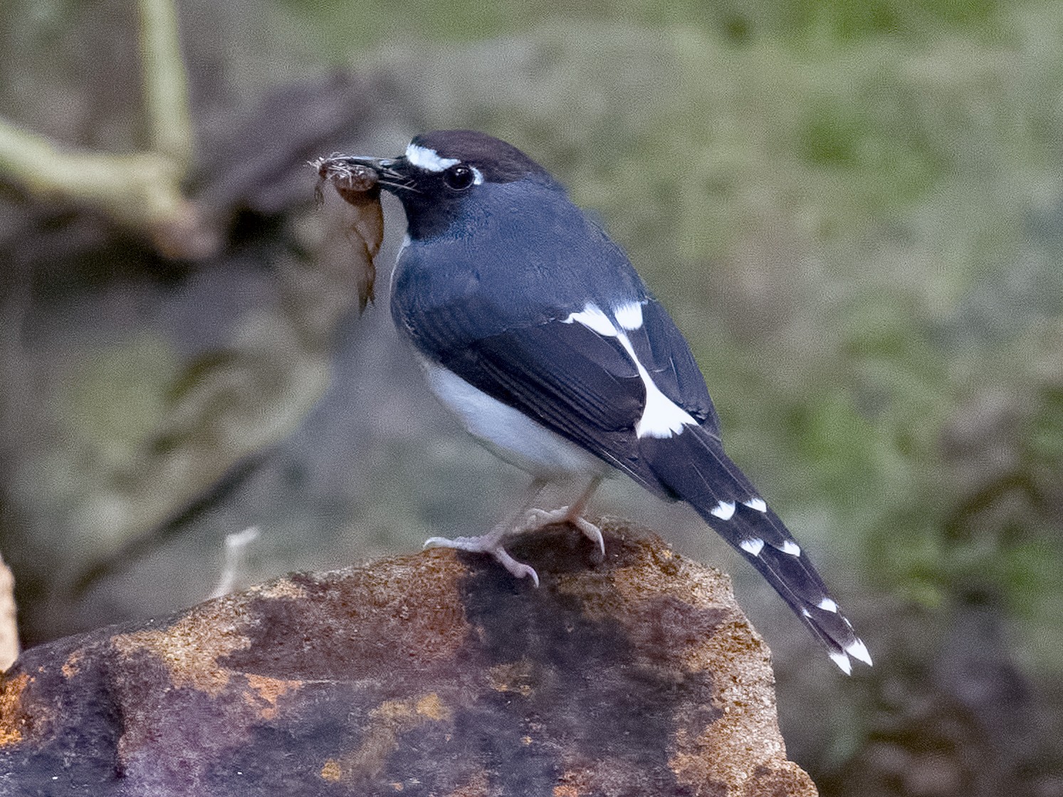 Sunda Forktail - eBird