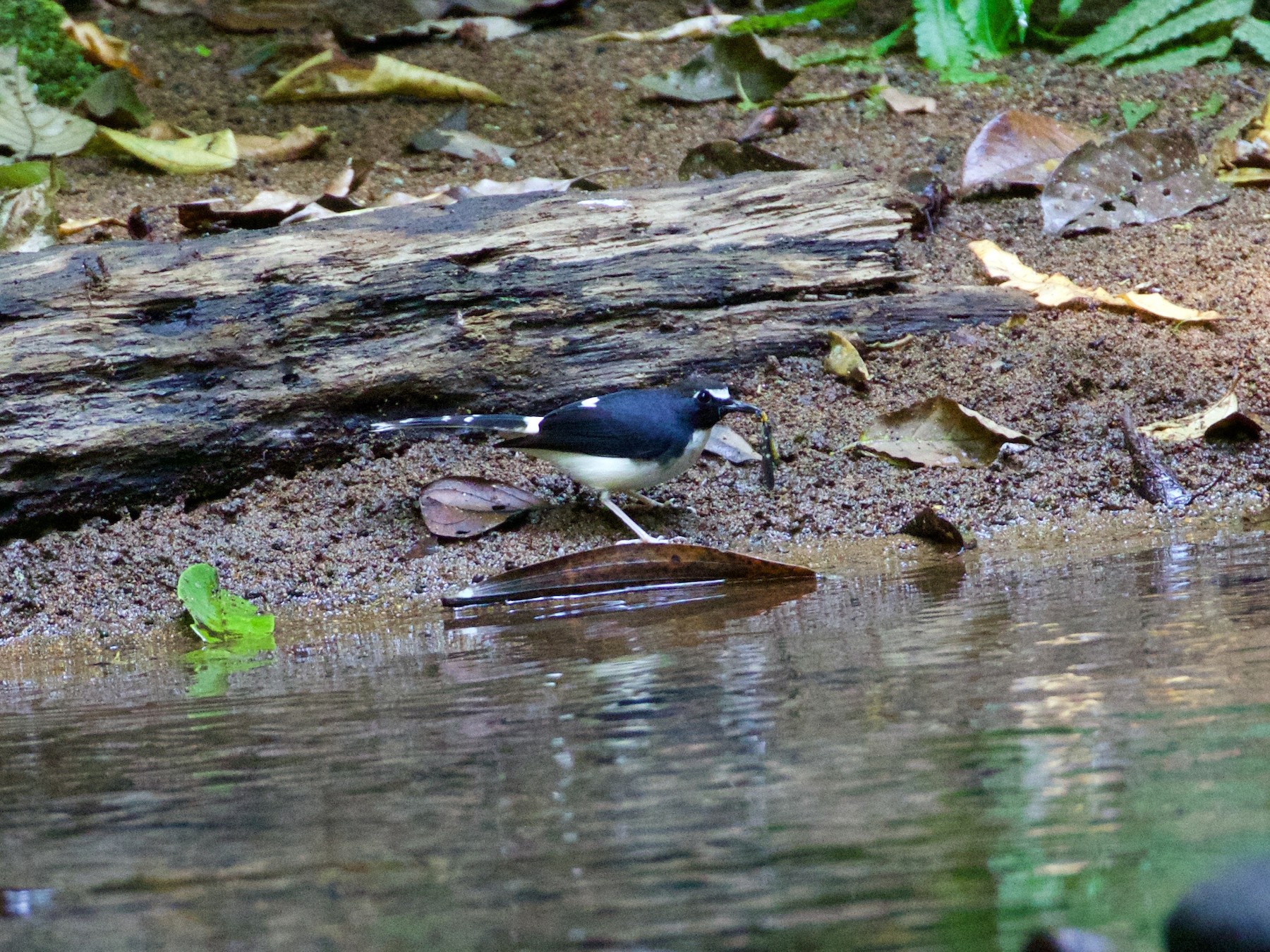 Sunda Forktail - eBird
