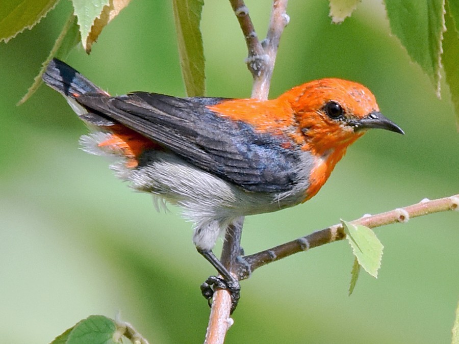 Scarlet-headed Flowerpecker - eBird