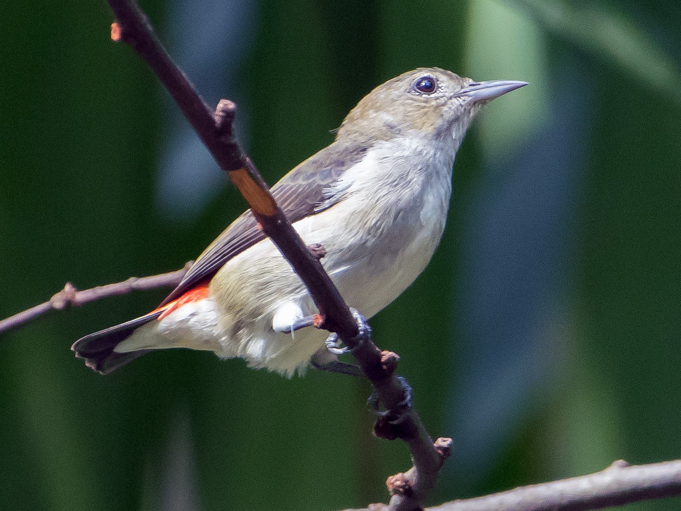 Dicée à tête écarlate - eBird