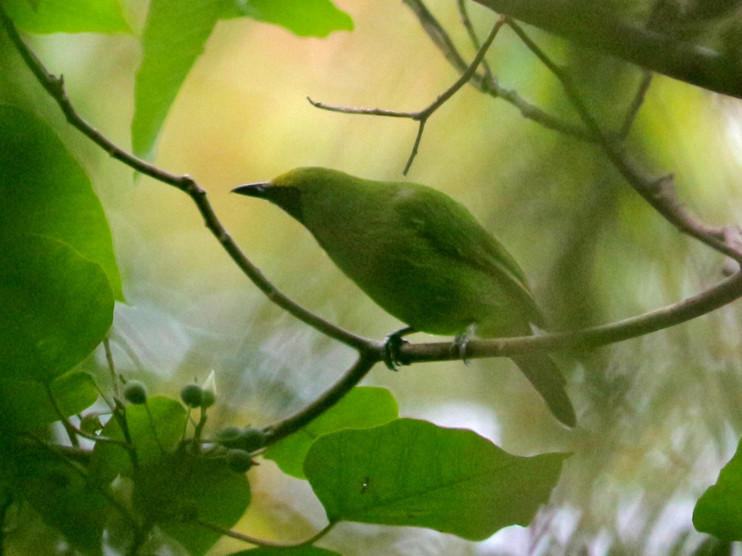Verdín de Sumatra - eBird