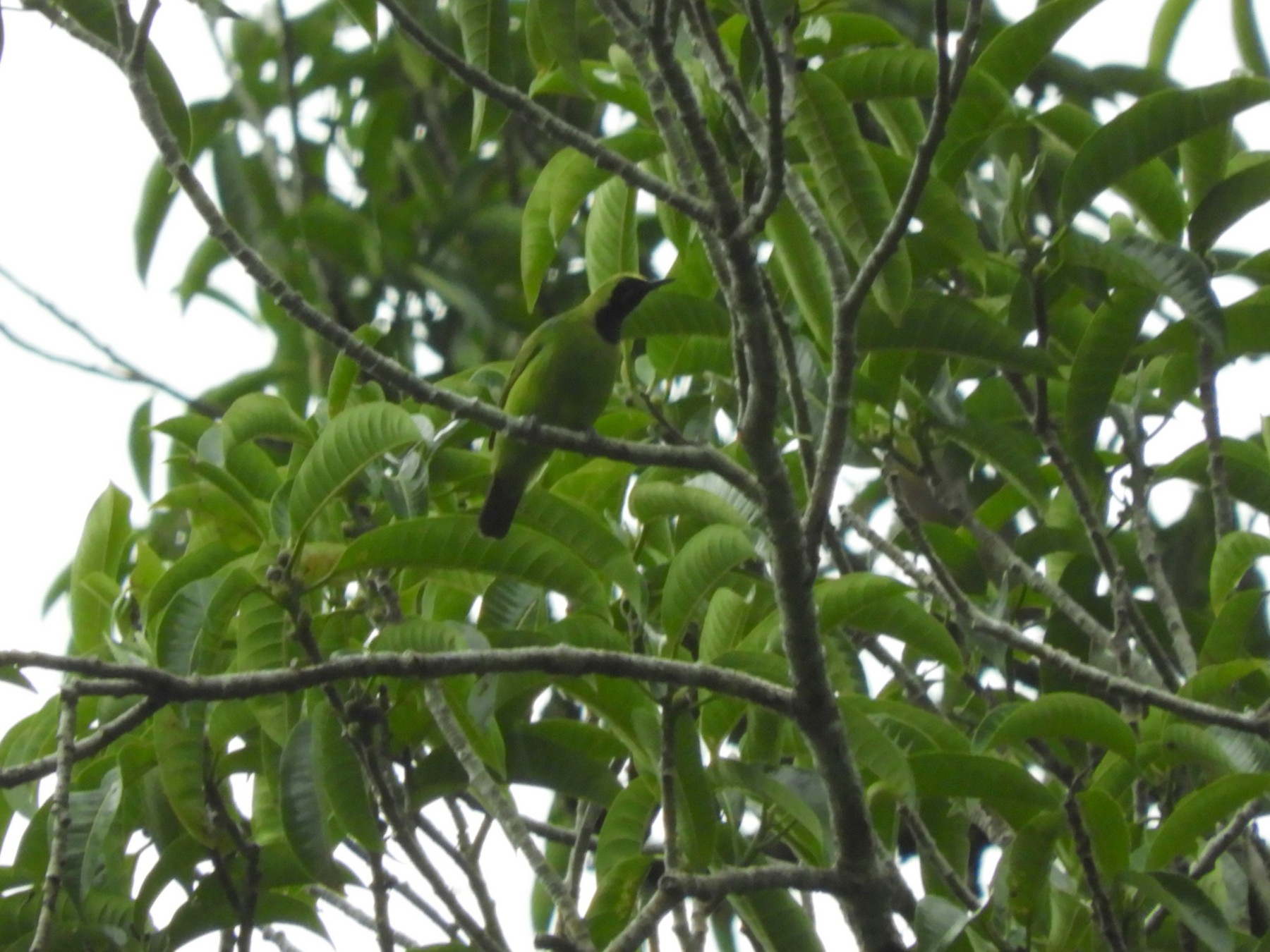 Verdín de Sumatra - eBird