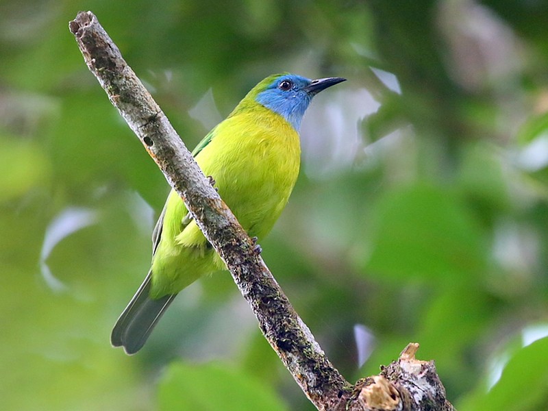 Blue-masked Leafbird - eBird