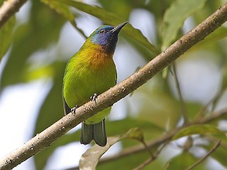 Blue-masked Leafbird - eBird