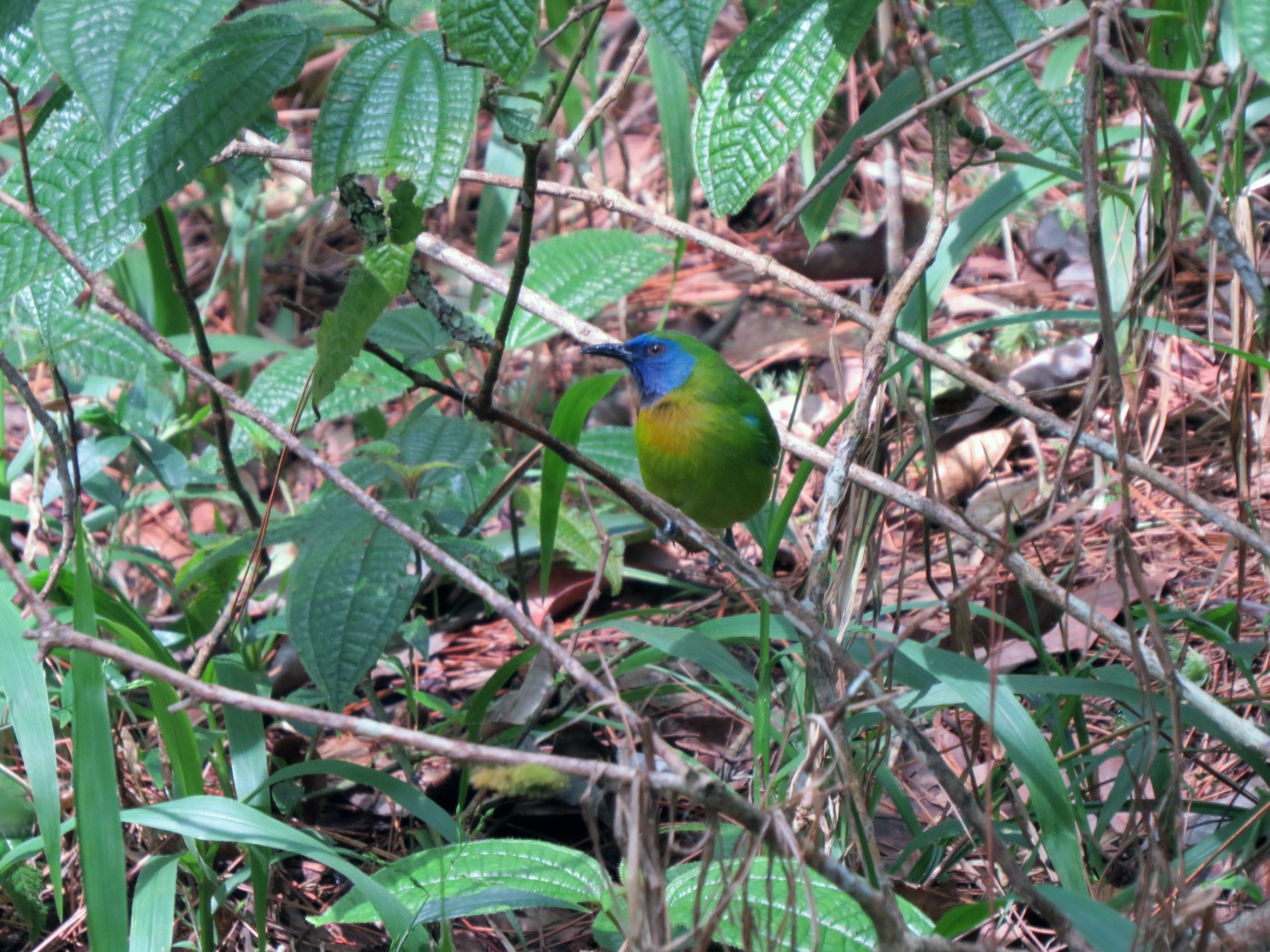 Blue-masked Leafbird - eBird