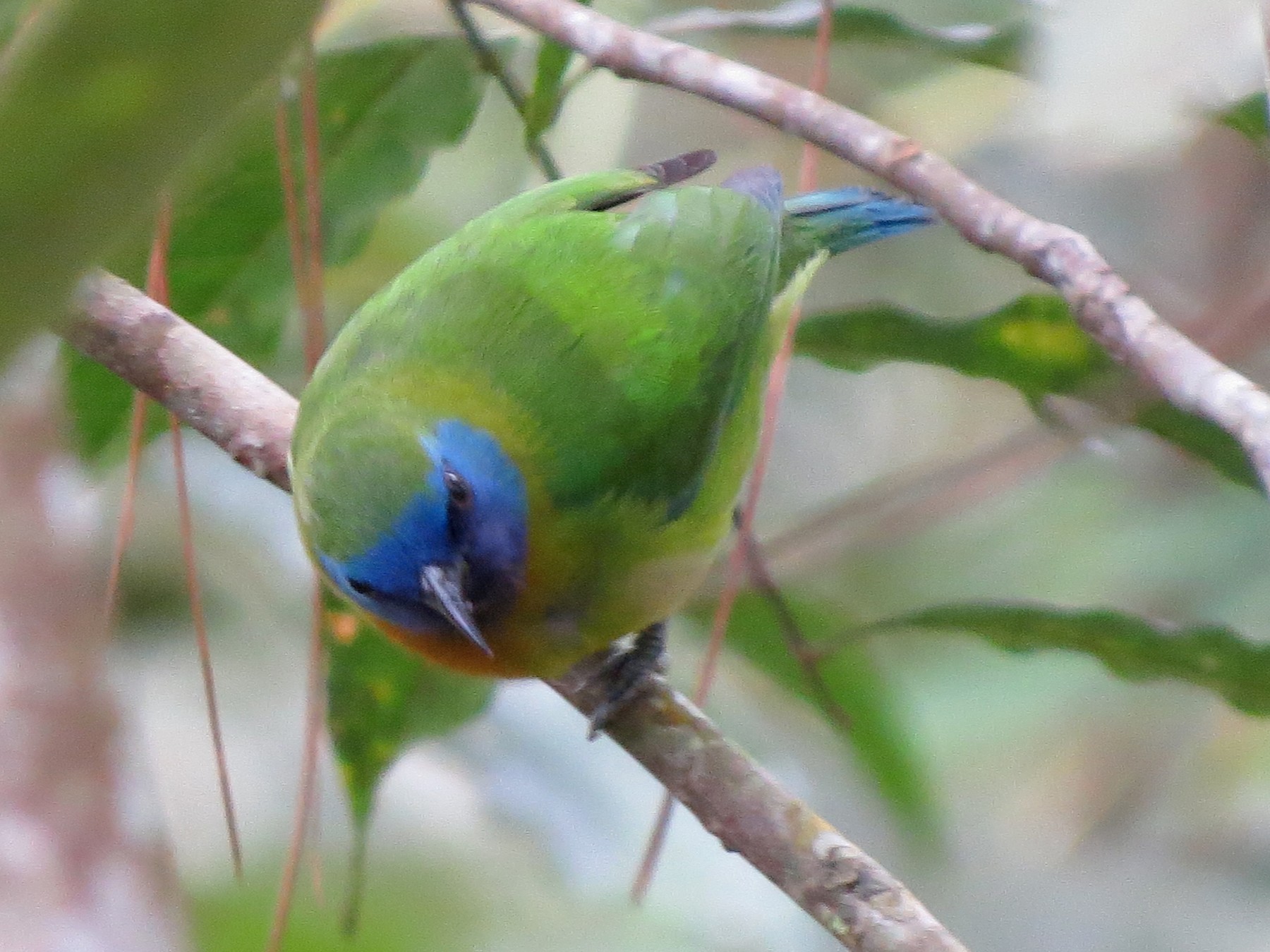 Blue-masked Leafbird - eBird