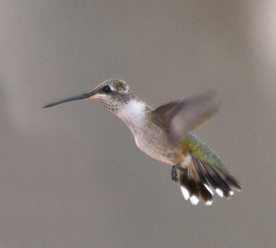 Ruby-throated x Black-chinned Hummingbird (hybrid) - eBird