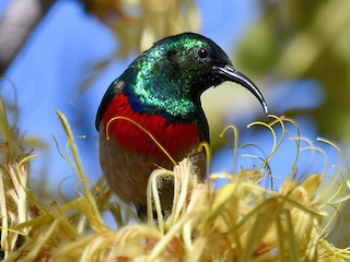 Western Miombo Sunbird - Cinnyris gertrudis - Birds of the World