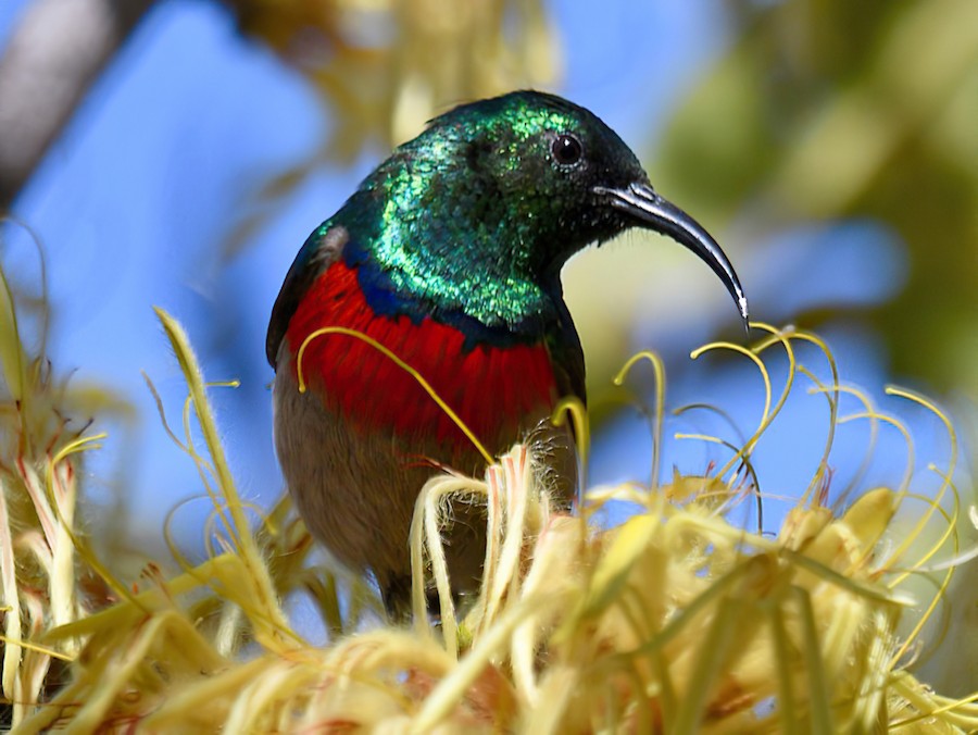 Western Miombo Sunbird - eBird