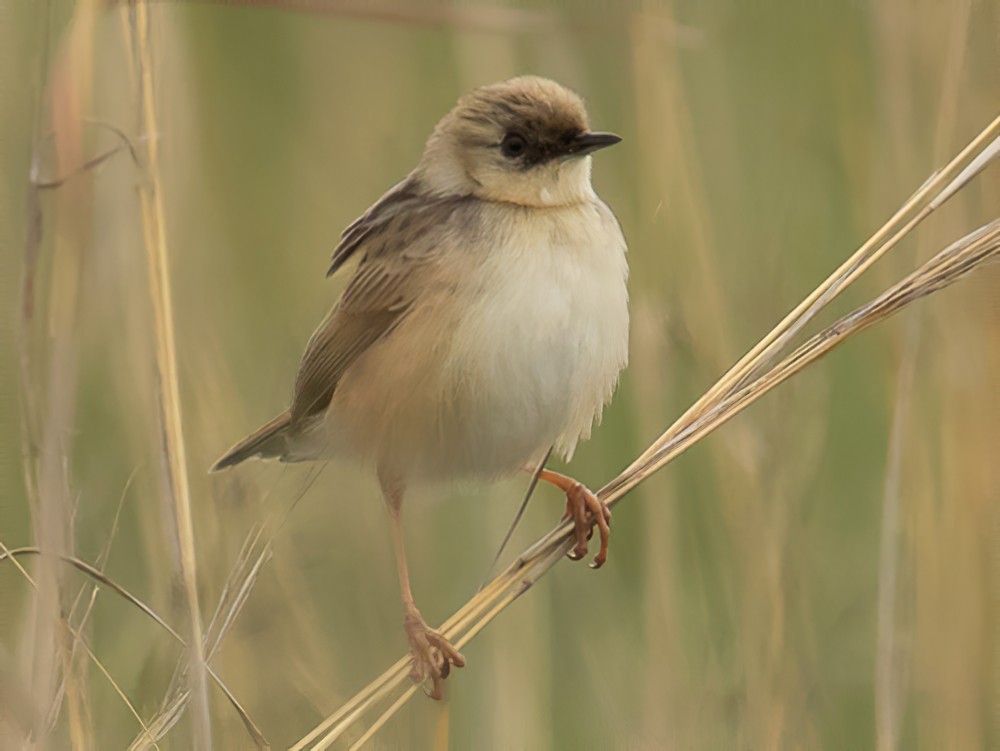 Pale-crowned Cisticola - eBird