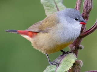 Yellow-bellied Waxbill - eBird