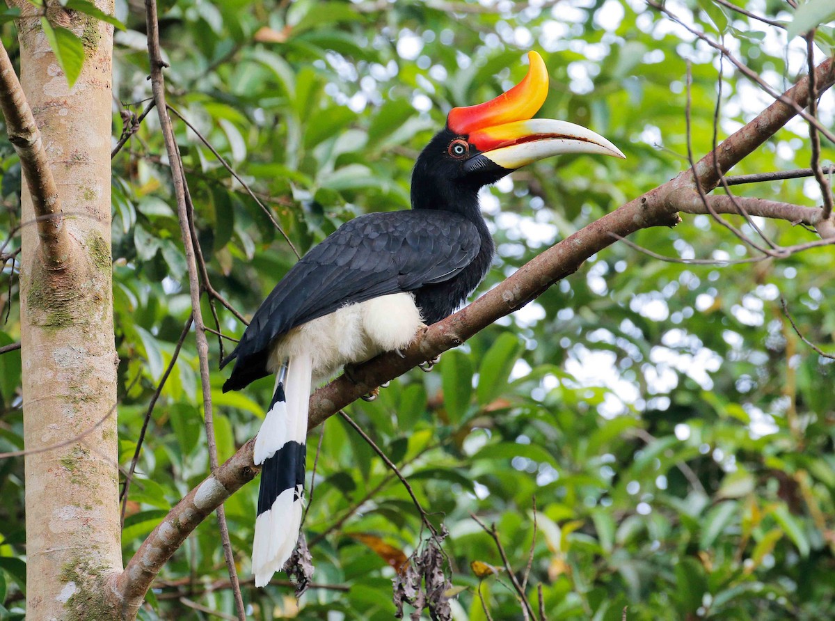 Rhinoceros Hornbill - Buceros rhinoceros - Birds of the World